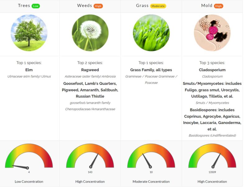 Your Daily Allergy Forecast: How to Read the Pollen and Mold Report ...