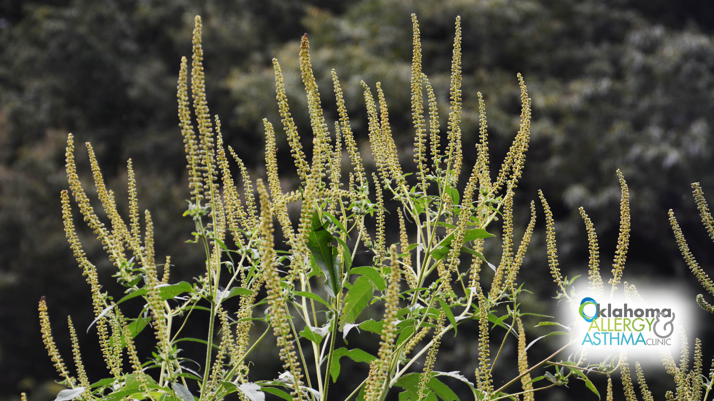 Ragweed Season: What You Need to Know | Oklahoma Allergy and Asthma Clinic